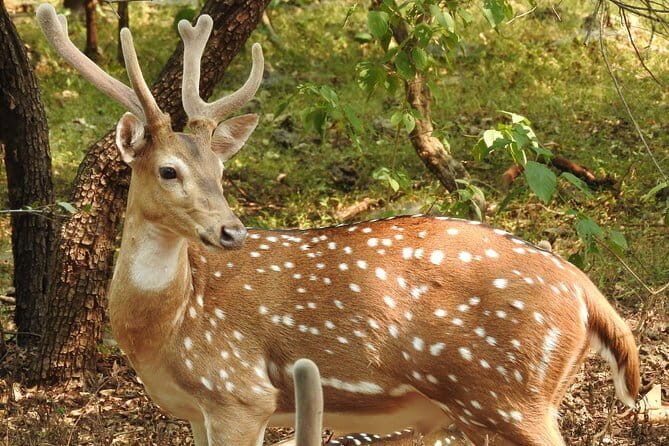 02 Nights & 03 Days Asiatic Lion Tour from Rajkot - Key Points