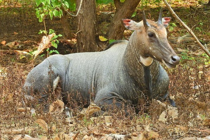 02 Nights & 03 Days Asiatic Lion Tour from Rajkot - The Journey Begins: From Rajkot to Gir
