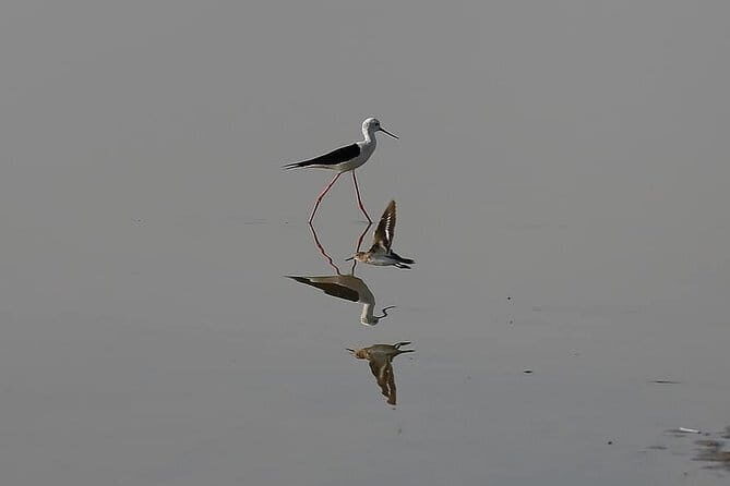 02 Nights & 03 Days Asiatic Lion Tour from Rajkot - Summary: Who Should Consider This Tour?