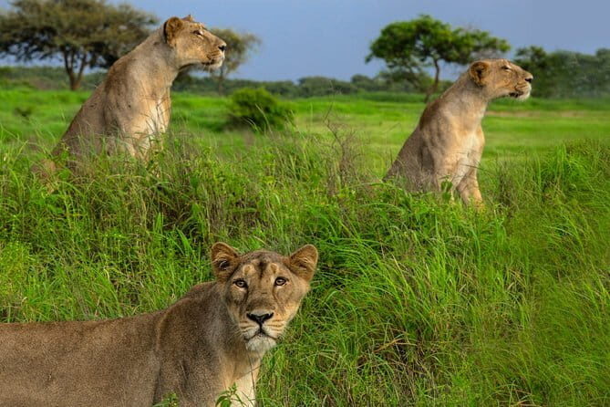 02 Nights & 03 Days Asiatic Lion Tour from Rajkot - FAQs