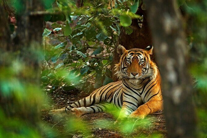 03 Days Private Wildlife Ranthambore Tiger Tour from Jaipur - The Itinerary Breakdown: What to Expect Each Day