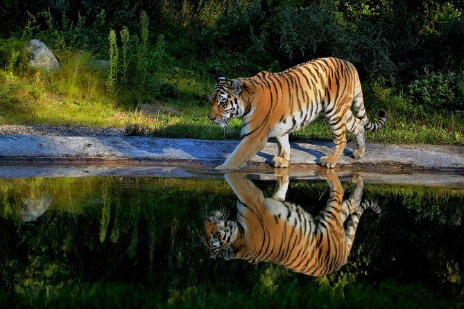 03 Days Private Wildlife Ranthambore Tiger Tour from Jaipur - The Value of a Private Tour