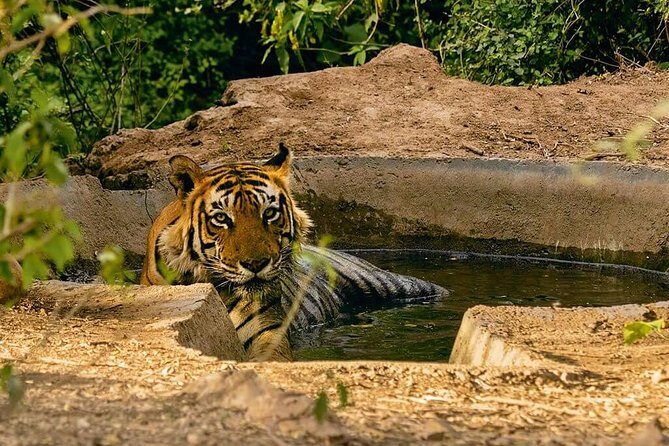 03 Days Private Wildlife Ranthambore Tiger Tour from Jaipur - Who Will Love This Tour?