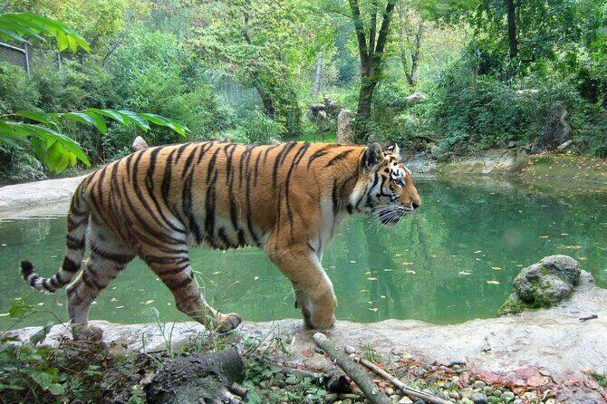 03 Days Private Wildlife Ranthambore Tiger Tour from Jaipur - Final Thoughts: Is This Tour for You?
