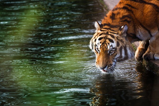 03 Days Private Wildlife Ranthambore Tiger Tour from Jaipur - Frequently Asked Questions