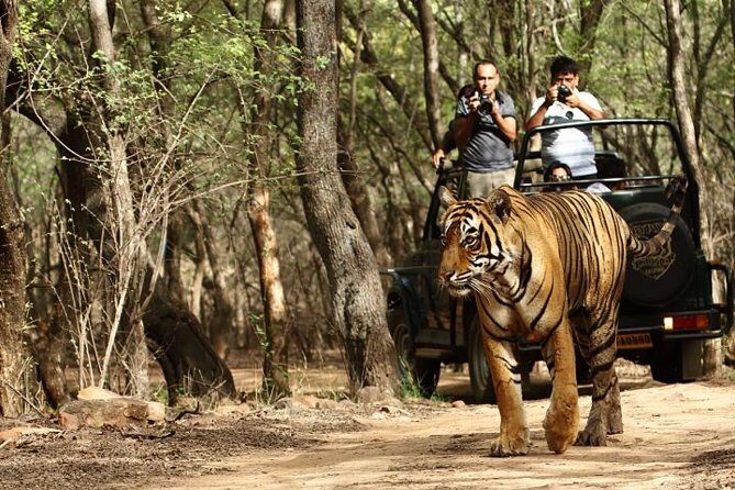03 Days Private Wildlife Ranthambore Tiger Tour from Jaipur - An Honest Breakdown of the Itinerary