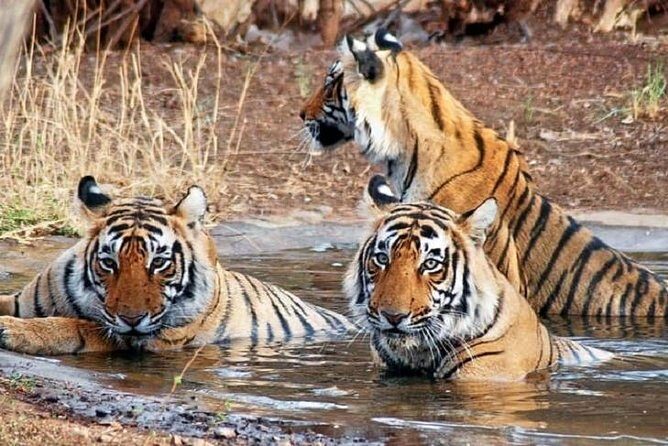 04 Days Ranthambore Tiger Tour With Agra & Jaipur By Car From Delhi - Who Should Consider This Tour