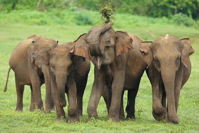 04 Hours Safari Jeep Tours - Final Thoughts