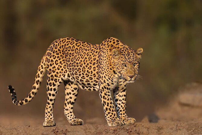 05 Days - Private Luxury Golden Triangle Tour with Ranthambore - Who Should Consider This Tour?