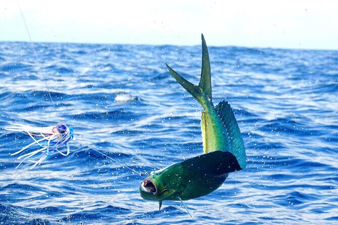 1/2 Day 5 Hour Offshore Fishing Charter - The Value Proposition