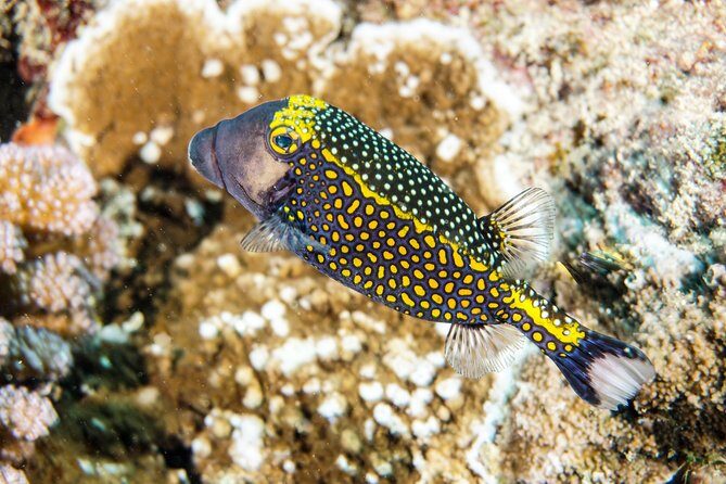 1/2 day Tahaa coral garden - departure Raiatea / ideal for cruise passengers - Overview of the Tour