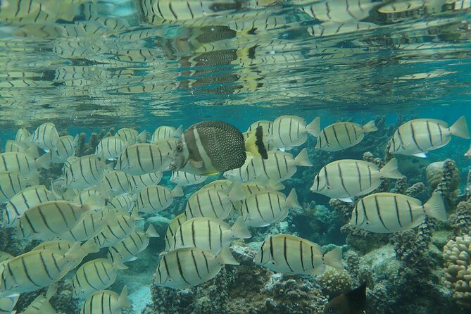 1/2 day Tahaa coral garden - departure Raiatea / ideal for cruise passengers - Who Will Love This Tour?