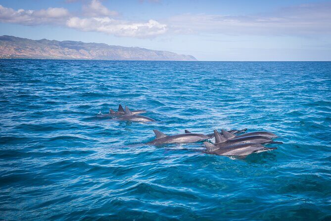 1.5 -Hour Guided Whale and Marine Life Tour - An In-Depth Look at the Tour Experience