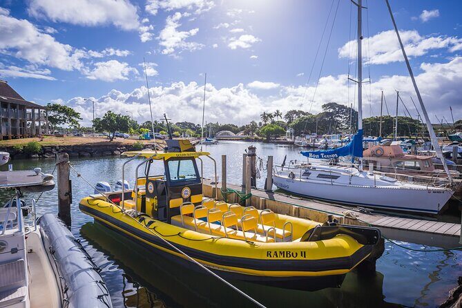 1.5 -Hour Guided Whale and Marine Life Tour - The Bottom Line: Is It Worth It?