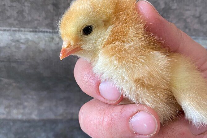1.5 Hour Immersive Farm Experience in Adirondacks - An in-depth Look at the 1.5-Hour Farm Experience