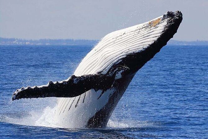 1.5 Hour Whale Watching Cruise With Transportation - The Value for Your Money