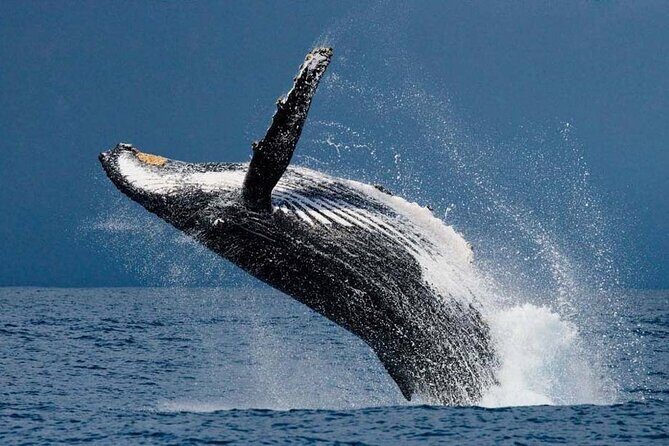 1.5 Hour Whale Watching Cruise With Transportation - The Less Ideal Aspects