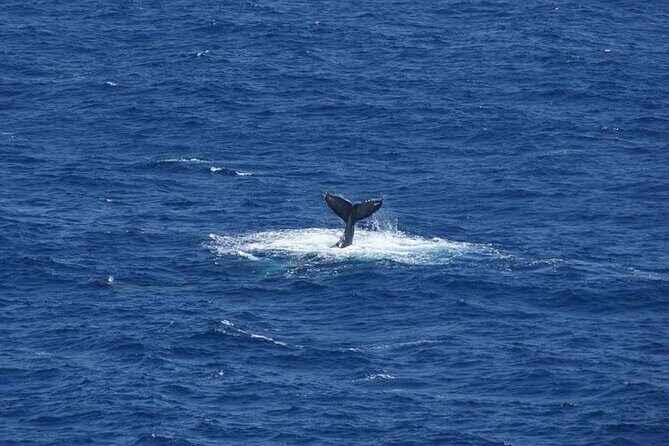 1.5 Hour Whale Watching Cruise With Transportation - The Practical Side: Logistics, Duration, and Group Size