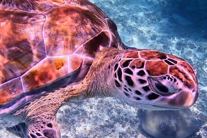 1.5 hours Snorkeling at Tulum's paradise reef - A Closer Look at the Snorkeling Experience in Tulum