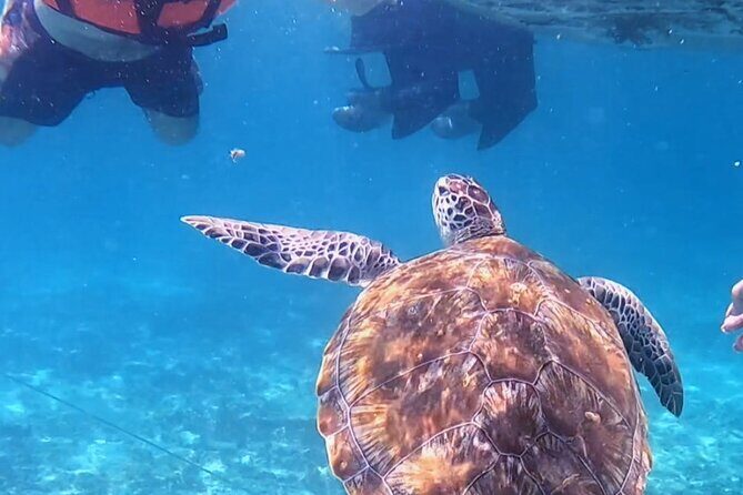 1.5 hours Snorkeling at Tulum's paradise reef - Practical Tips for Making the Most of the Tour