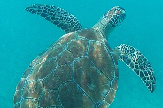 1.5 hours Snorkeling at Tulum's paradise reef - FAQ