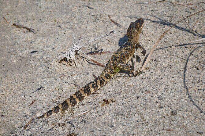 1.5 Hr Guided Private Everglades Airboat Tour, Fort Lauderdale - FAQ: Common Questions About the Tour