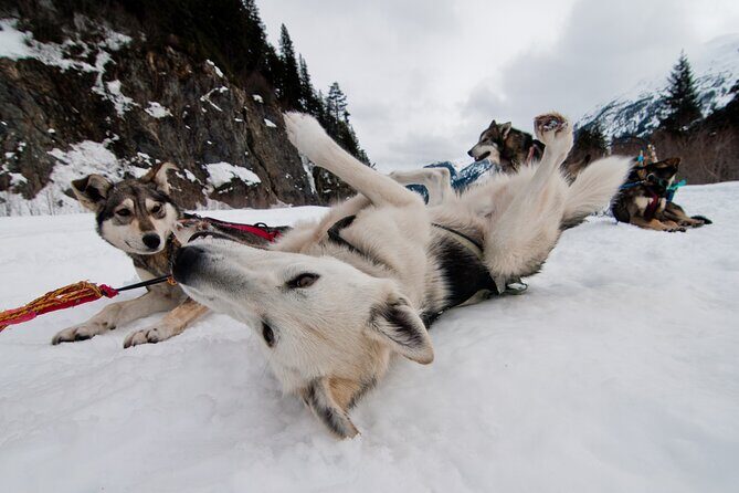 1.5 Hr - Winter Dog Sledding in Knik, Alaska - FAQ
