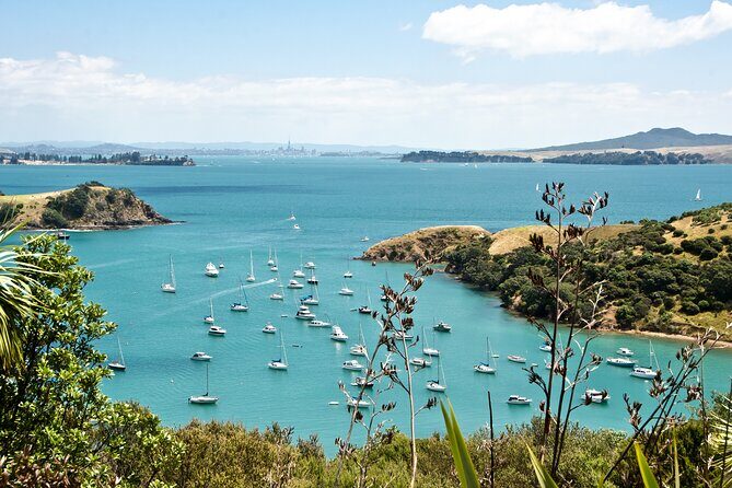 1.5h Waiheke Guided Scenic Tour in our Electric Van - The Value of a Short Guided Tour