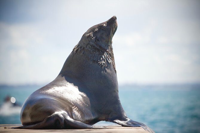 1.5hour Scenic and Wildlife luxury cruise - Practical Tips for Travelers