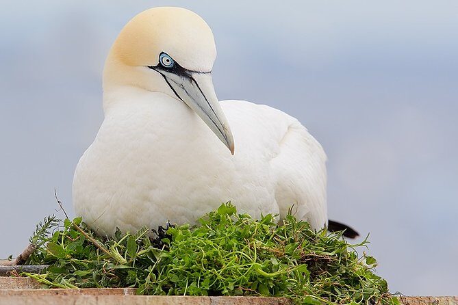 1.5hour Scenic and Wildlife luxury cruise - Who Is This Tour Best Suited For?