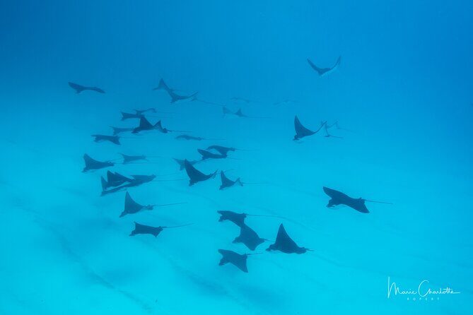 1 Afternoon Dive for Certified Divers in Bora Bora - Authentic Encounters and Noteworthy Highlights