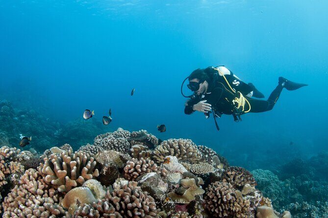 1 Afternoon Dive for Certified Divers in Bora Bora - Who Is This Tour Best For?