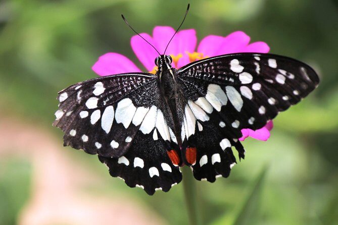 1- D adventure tour: Beng Mealea and Peung Komnou - Summary: Is This Tour Worth It?