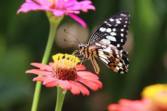 1- D adventure tour: Beng Mealea and Peung Komnou - Frequently Asked Questions