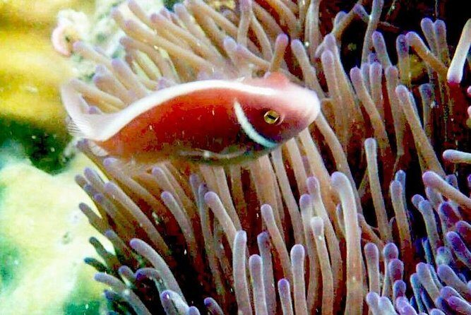 1-Day Adventure in Diving - Who Will Love This Tour?