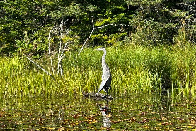 1 Day Canoeing Tour in Algonquin Park - Whats Included: Making the Most of Your Day
