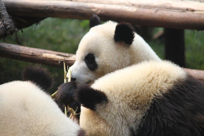 1-Day Chengdu Layover Tour: Panda Base, city central with Round Airport Transfer - What Makes This Tour Stand Out?