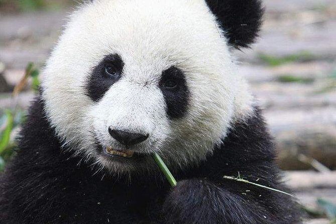 1-Day Chengdu Panda Base and Leshan Giant Buddha GROUP Tour - FAQ