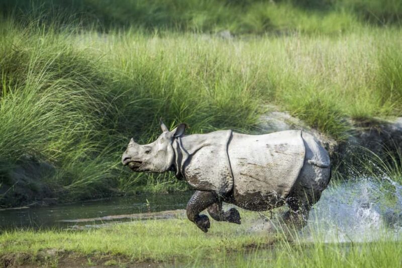 1 Day Chitwan: Jungle Safari, Canoe Ride, Tharu Dance Show - An Introduction to the Day’s Adventure