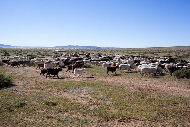 1 Day Coach Tour of Genghis Khan Statue Complex and Terelj National Park Including Lunch - What Travelers Are Saying