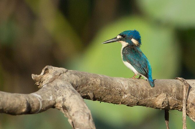 1 Day Corroboree Billabong Wetland Experience including 2.5 hour cruise + lunch - Key Points