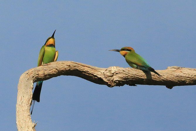 1 Day Corroboree Billabong Wetland Experience including 2.5 hour cruise + lunch - Final Thoughts