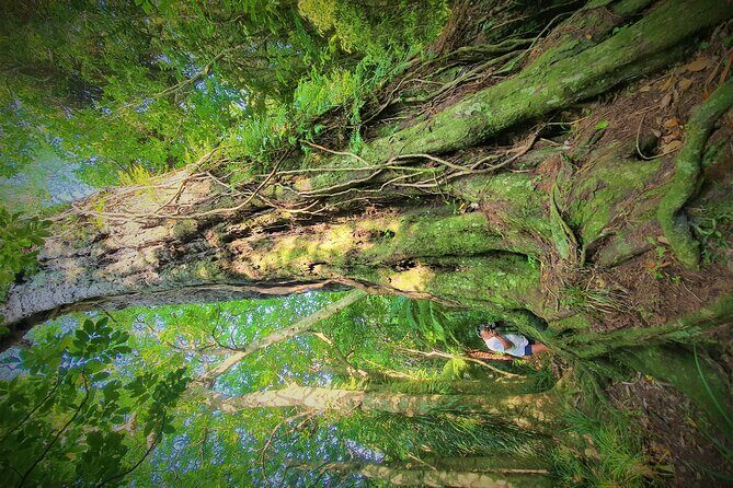 1-Day Cruise in Queen Charlotte Track & Kupes Trail Walk - Analyzing the Tour’s Value
