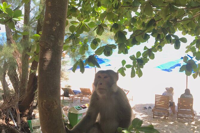 1 Day Discover Cham Island and Snorkeling - The Sum Up