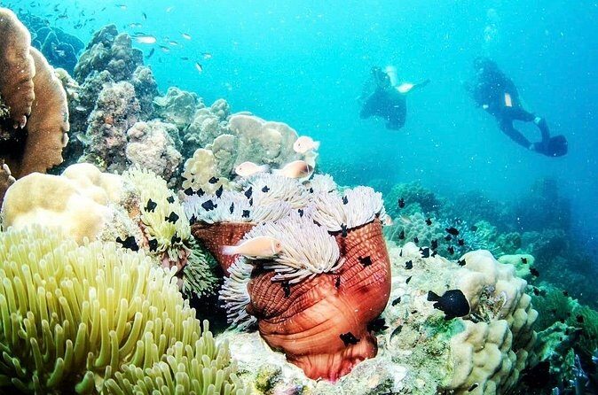 1-Day Discover Scuba Diving for non-diver - Pricing and Value