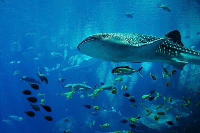 1-Day Discover Scuba Diving for non-diver - Who Is This Tour Best For?