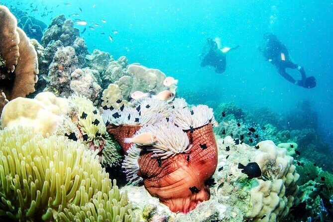 1-Day Discover Scuba Diving for non-diver - The Sum Up