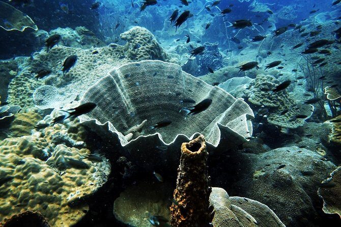 1-Day Discover Scuba Diving (no pool session / 2 dives) in Koh Chang - An Honest Look at the Koh Chang Discover Scuba Tour