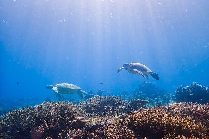 1 Day Diving Experience in Semporna - Key Points