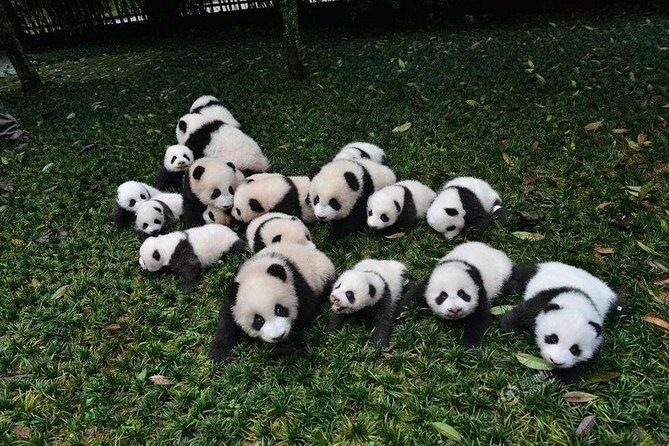 1-Day Dujiangyan Panda Base Volunteer Program Tour from Chengdu - Who Will Love This Tour?